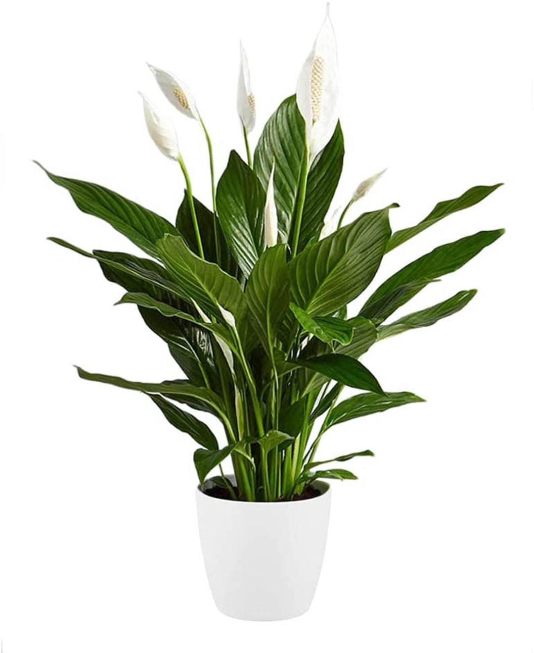 Spathiphyllum Peace Lily - Large Plant Around 40-50cm Including Pot for ... Spathiphyllum Peace Lily - Large Plant Around 40-50cm Including Pot for ...