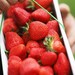 3 X Strawberry Red Gauntlet Fruit Plants - Hardy Garden Bushes in 9cm ...