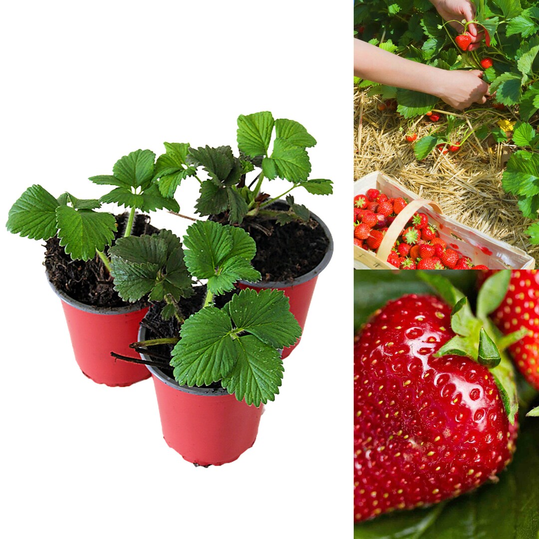 3 X Strawberry Red Gauntlet Fruit Plants Hardy Garden Bushes in 9cm ...