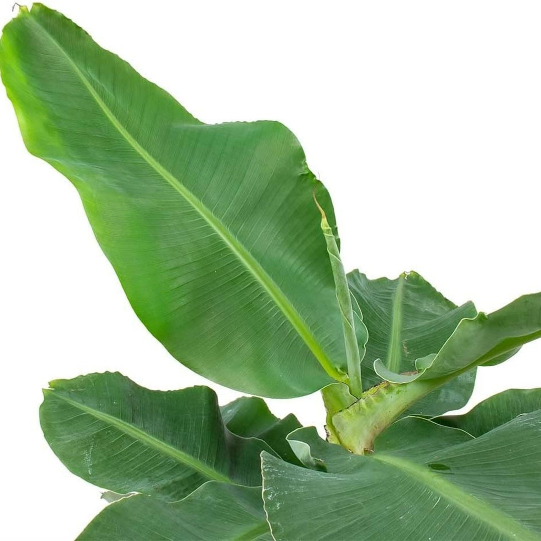 Musa Acuminata Banana Plant - Houseplant in 12cm Pot - Fast Growing ...