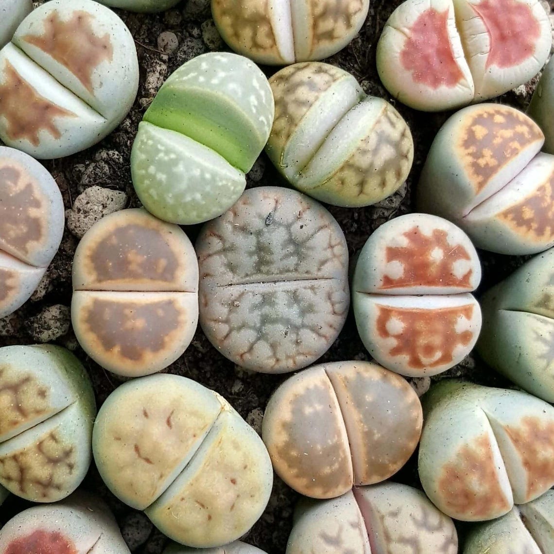 Lithops Living Stone Mixed Succulent Plants in 9cm Pot - Indoor Pebble ...