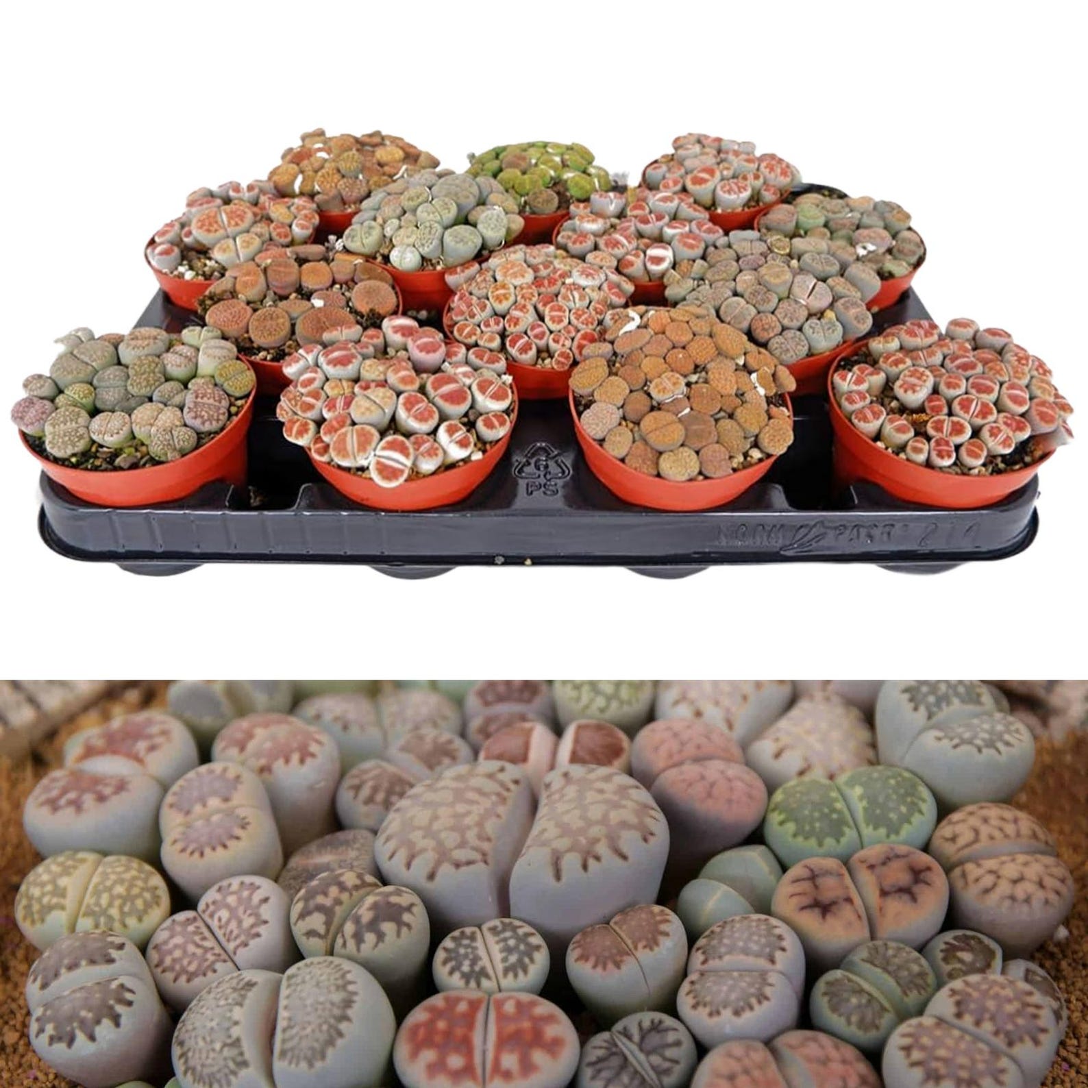 Lithops Living Stone Mixed Succulent Plants in 9cm Pot - Indoor Pebble ...