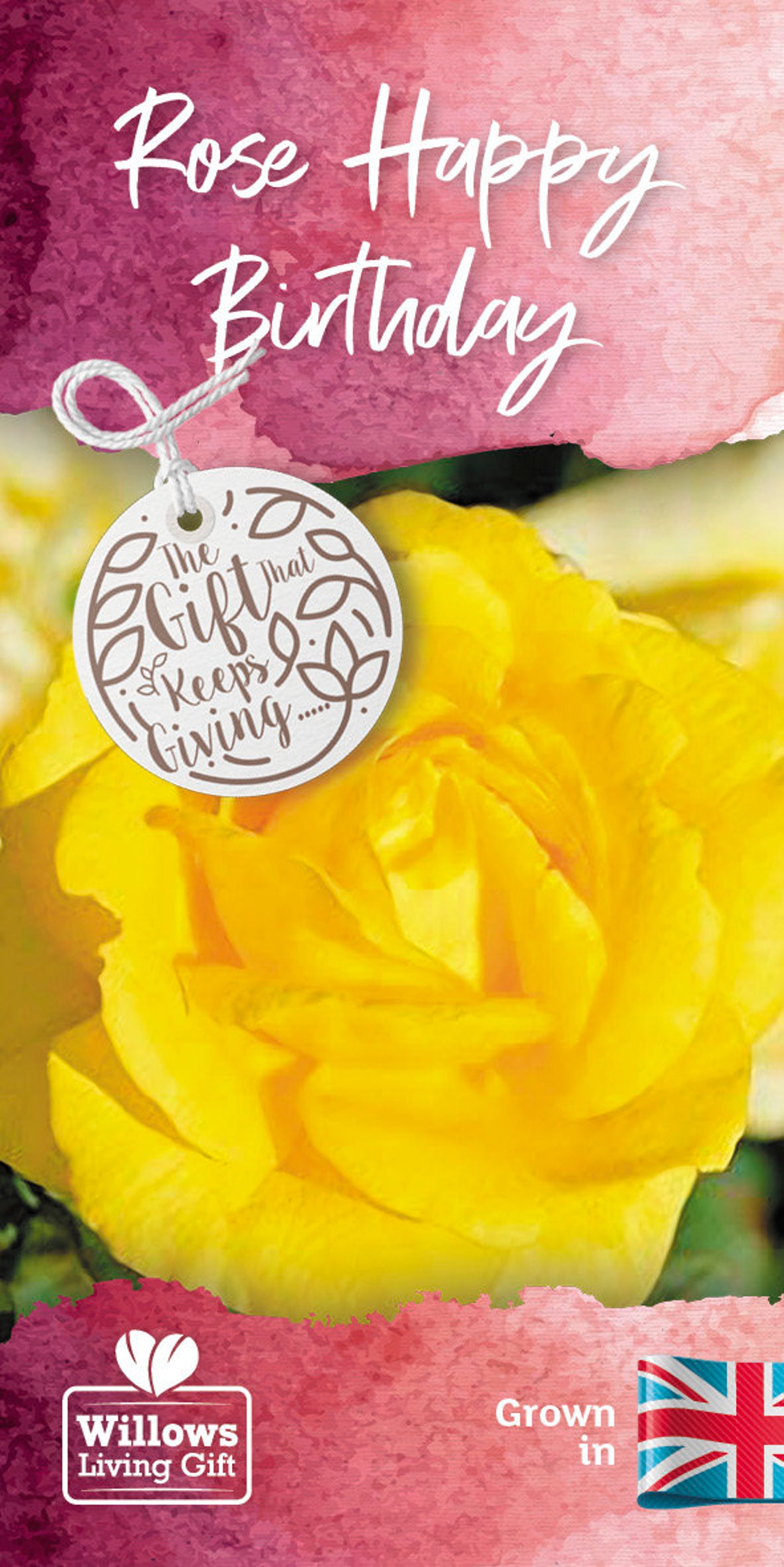 Happy Birthday Rose Bush Gift Wrapped with Huge Bow | Etsy