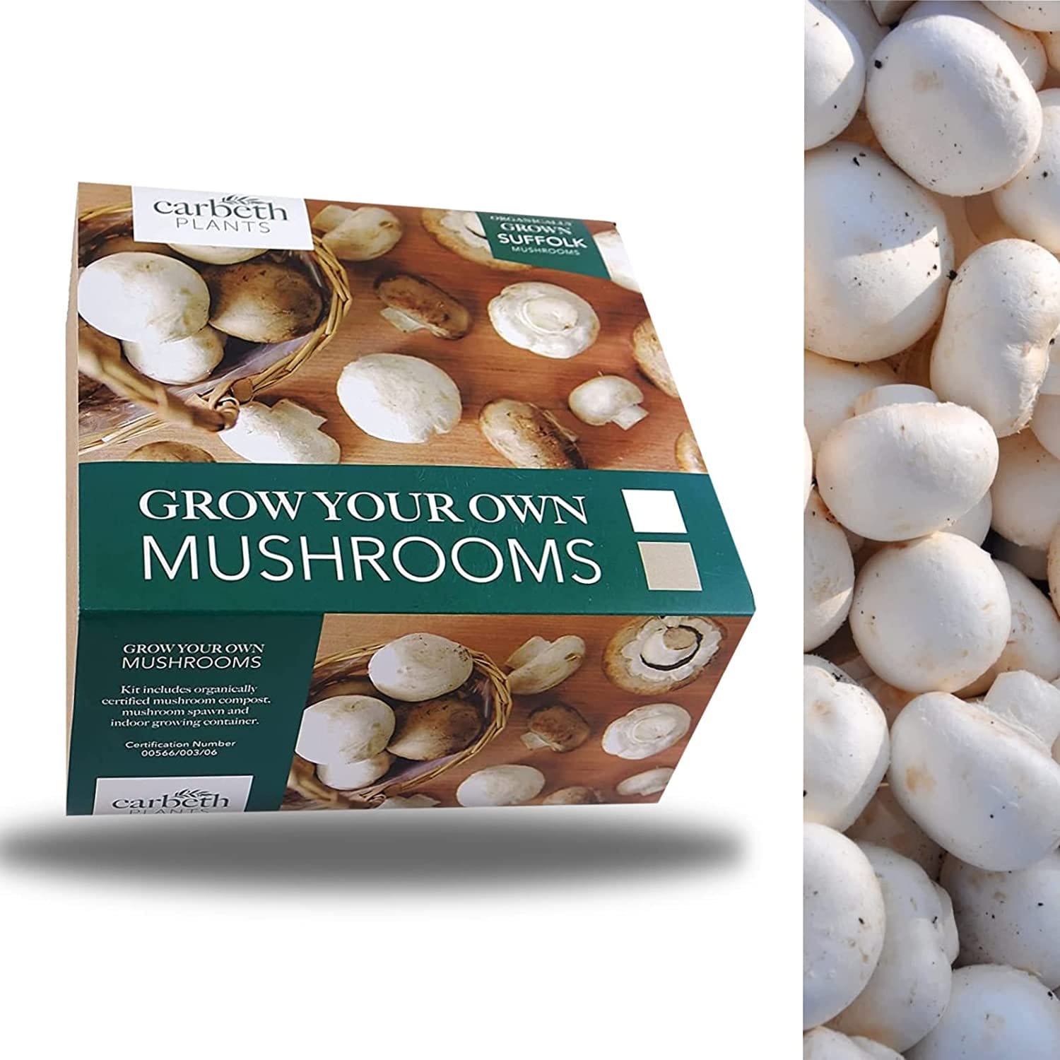Carbeth Plants Mushroom Growing Kit Grow Your Own Button - Etsy UK