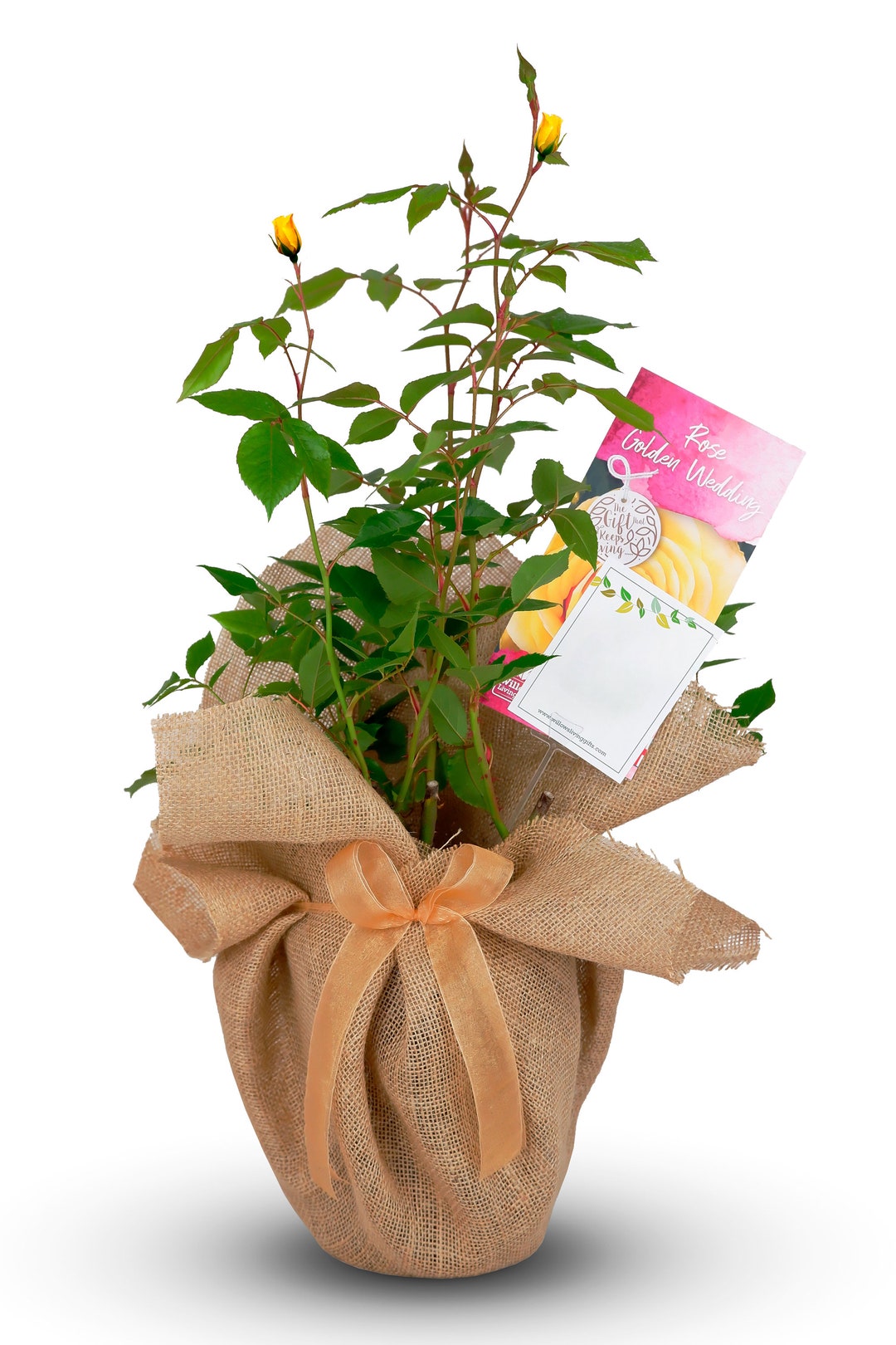Golden Wedding Rose - 50th Anniversary Rose Bush - Gift Wrapped Golden ...