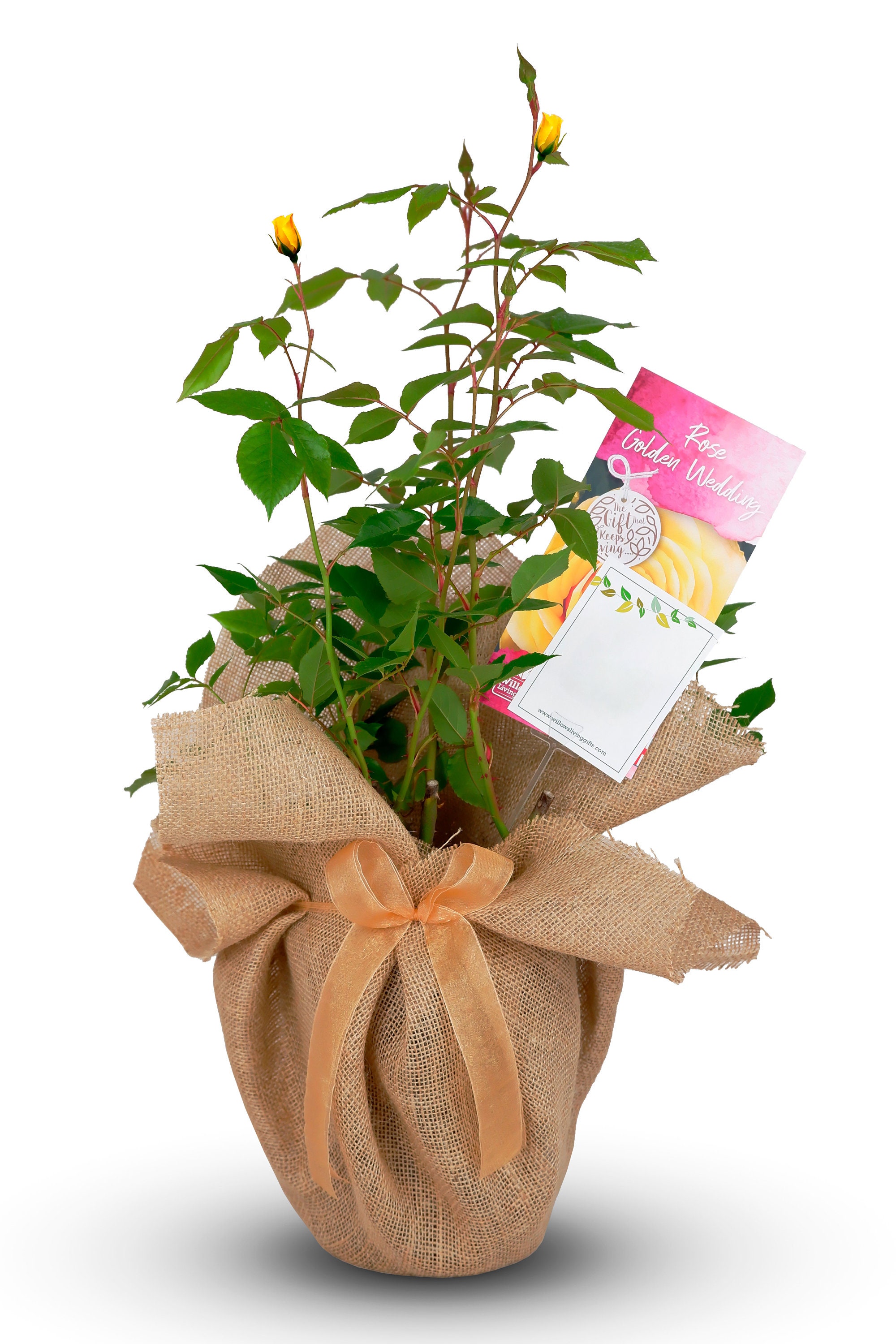 Golden Wedding Rose - 50th Anniversary Rose Bush - Gift Wrapped Golden ...