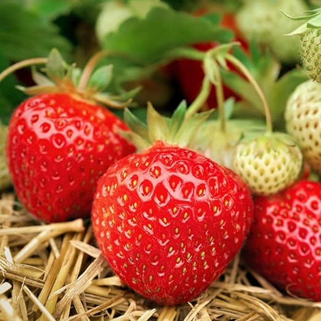 6 X Strawberry Buddy Bare Roots - Grow Your Own Strawberries - Etsy UK