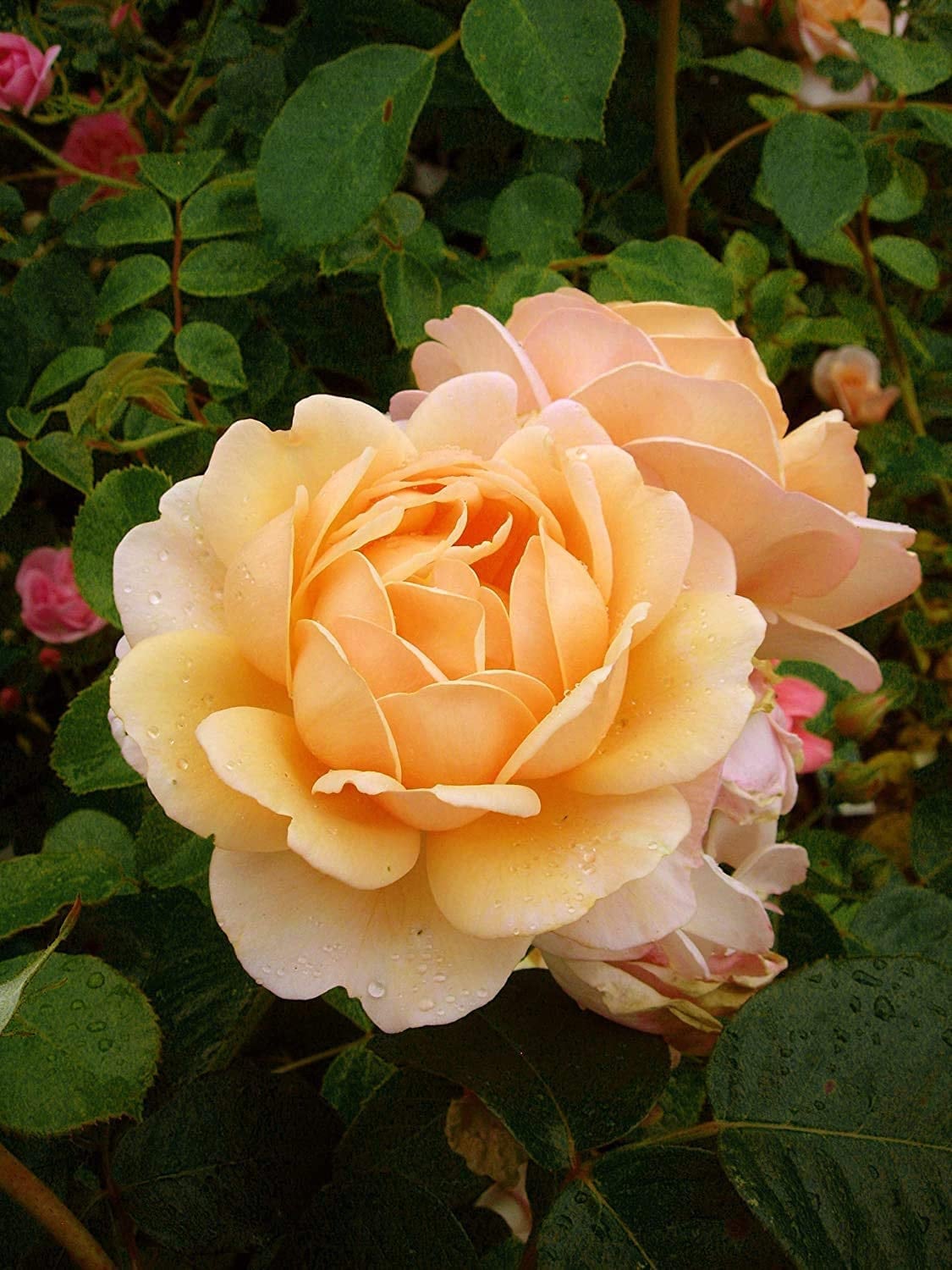 Rose 'happy 70th Birthday' Happy Birthday Rose Gift | Etsy UK