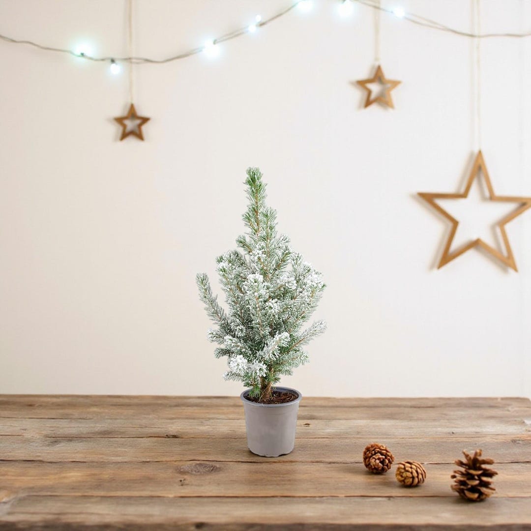 Picea Glauca Conica Mini Christmas Tree in 9cm Pot – Fresh Pot Grown ...