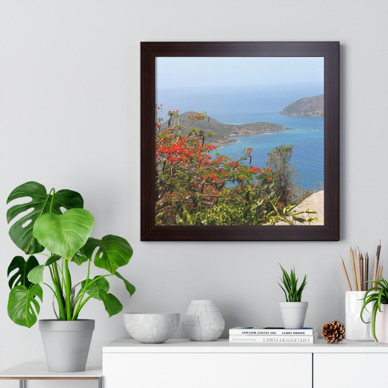 Flamboyant Tree- St Thomas, USVI - Etsy