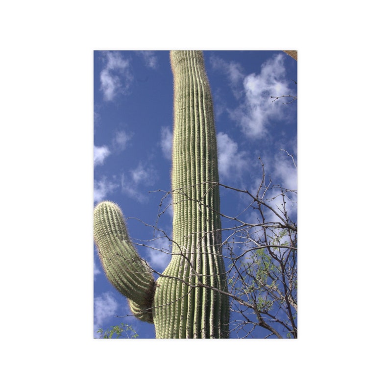 Saguaro and Sky - Etsy