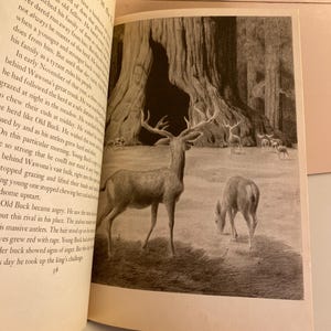 1946 Big Tree Book, Large Illustrated Hardcover Children’s Book by Mary ...