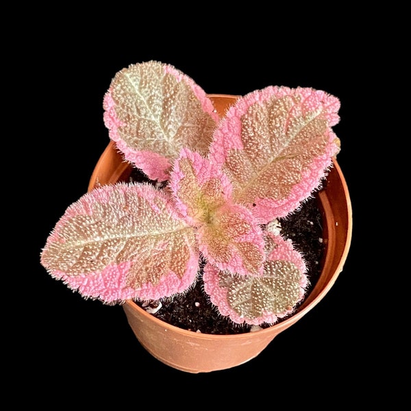 Episcia - Etsy