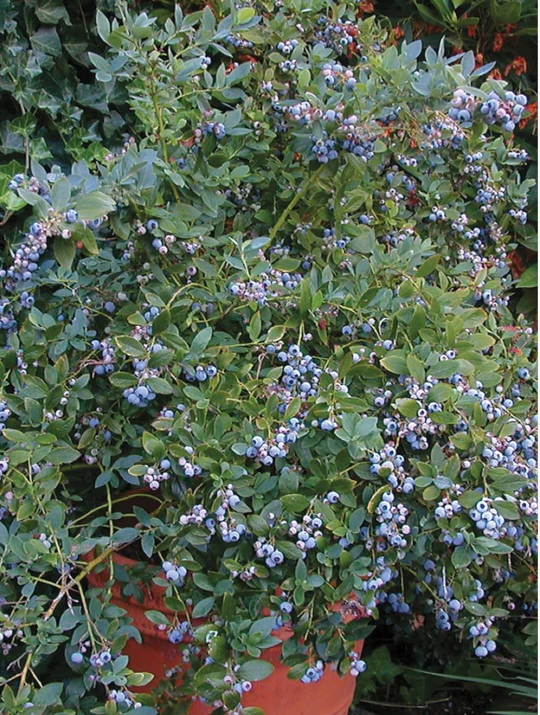 Sunshine Blue Blueberry Plant in 3" Pot - Etsy
