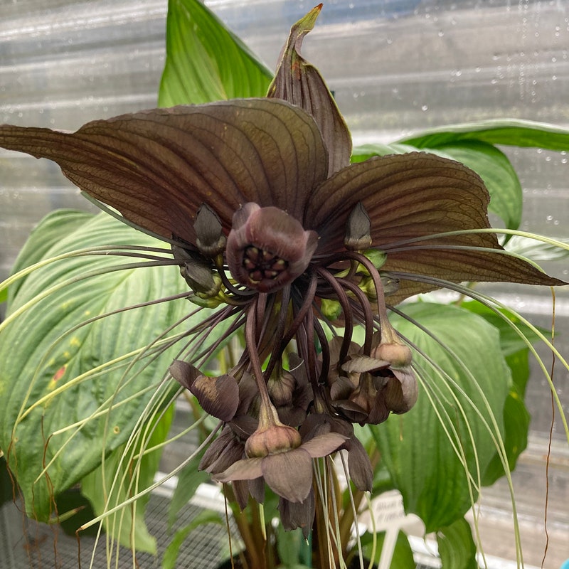 Butterfly Wing Plant - Etsy