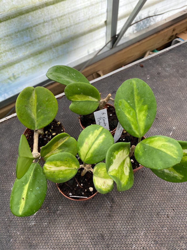 Hoya Obovata Picta. - Etsy