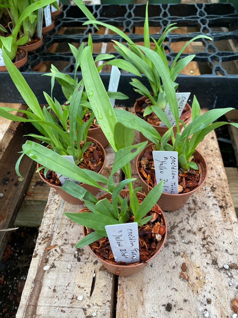 Oncidium Twinkle "yellow Bird" in 3" Pot - Etsy