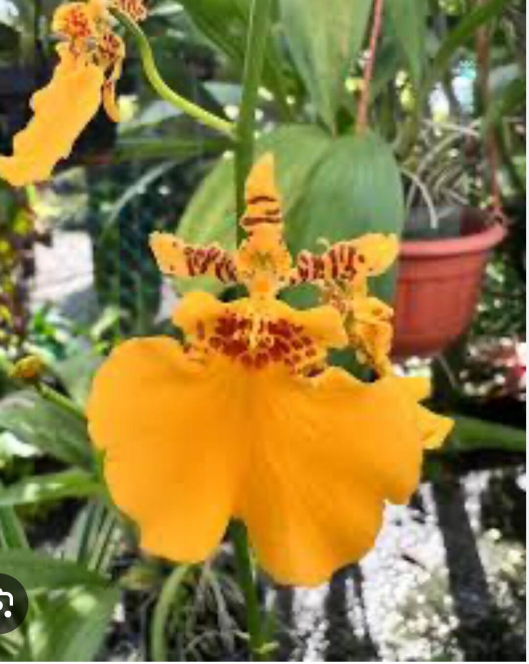 Oncidium Gower Ramsey Orchid “orange Delight”. - Etsy