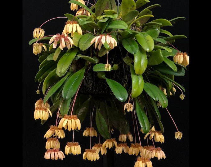 Bulbophyllum Roxburghii in 3 Inch Pot - Etsy