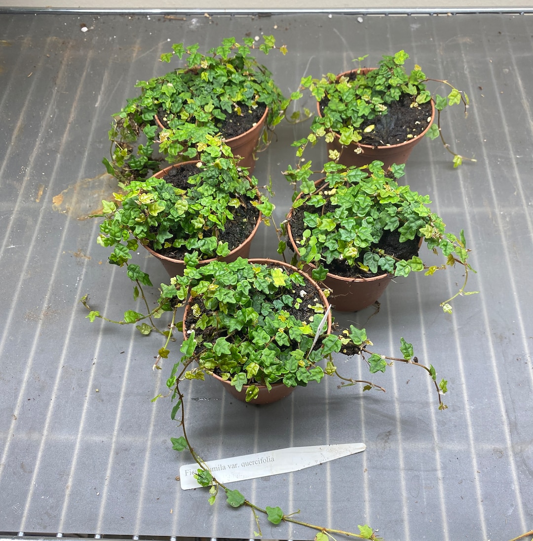 String of Frogs, Ficus Pumila Quercifolia, Rooted Plants Shipped in 3 ...