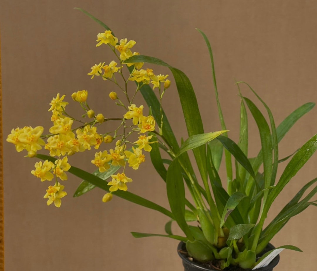 Oncidium Twinkle "yellow Bird" in 3" Pot - Etsy