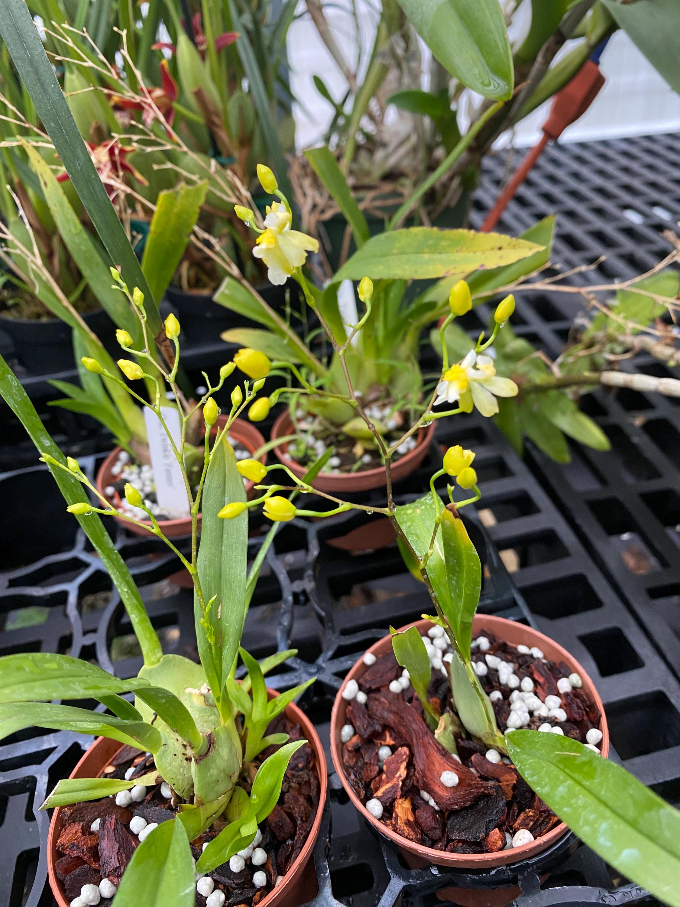 Oncidium Twinkle Fantasy Miniture Orchid - Etsy