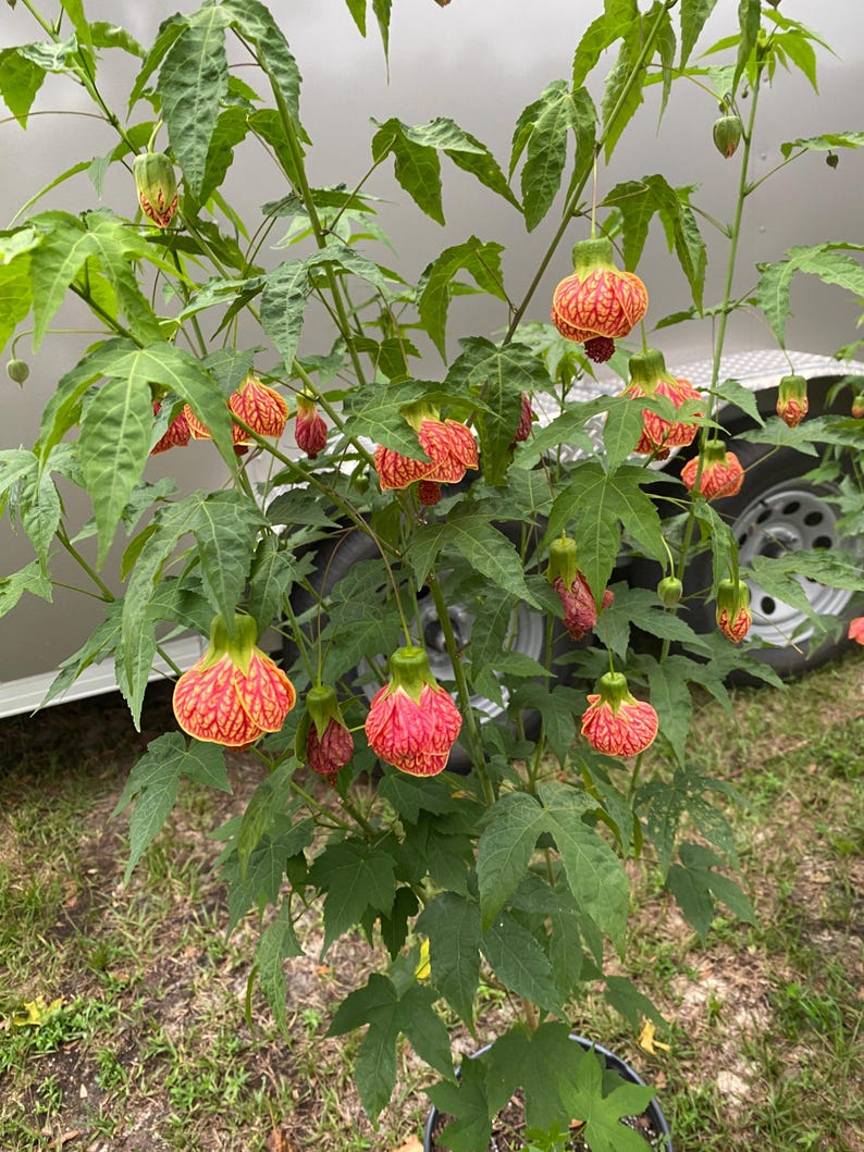 Chinese Lantern Plant in 3" Pot. - Etsy