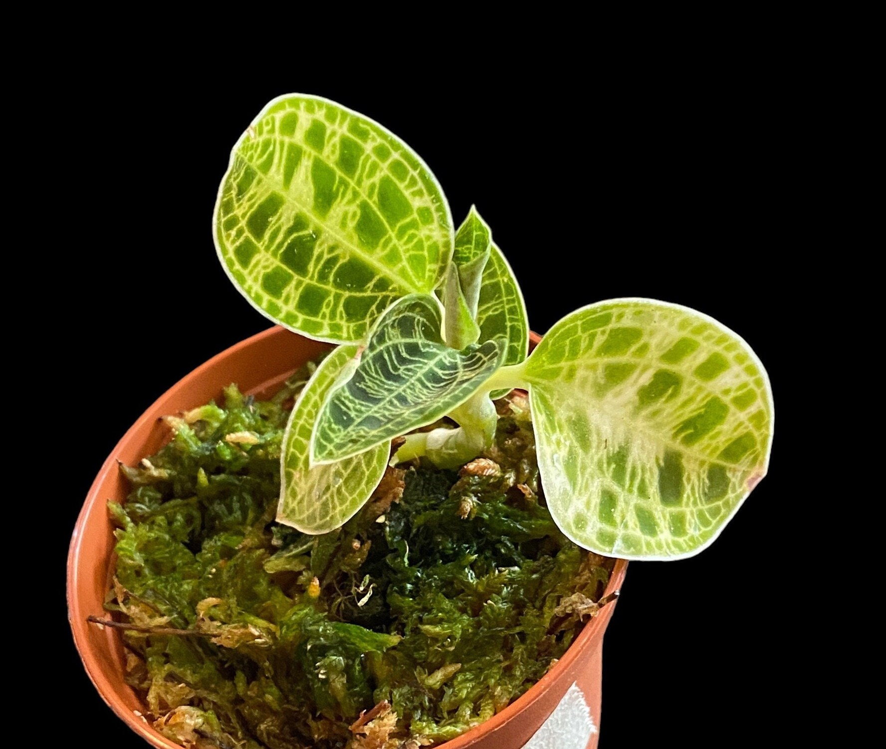 Macodes Petola the Diamond of the Jewel Orchids - Etsy