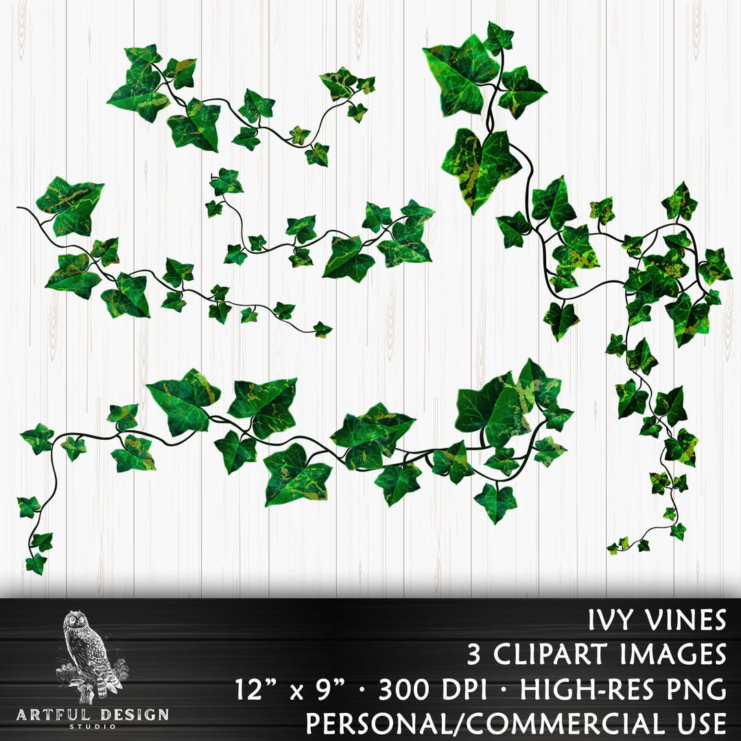 Digital Ivy Clipart, Ivy PNG, Ivy Clip Art, Ivy Image, Ivy Graphic ...