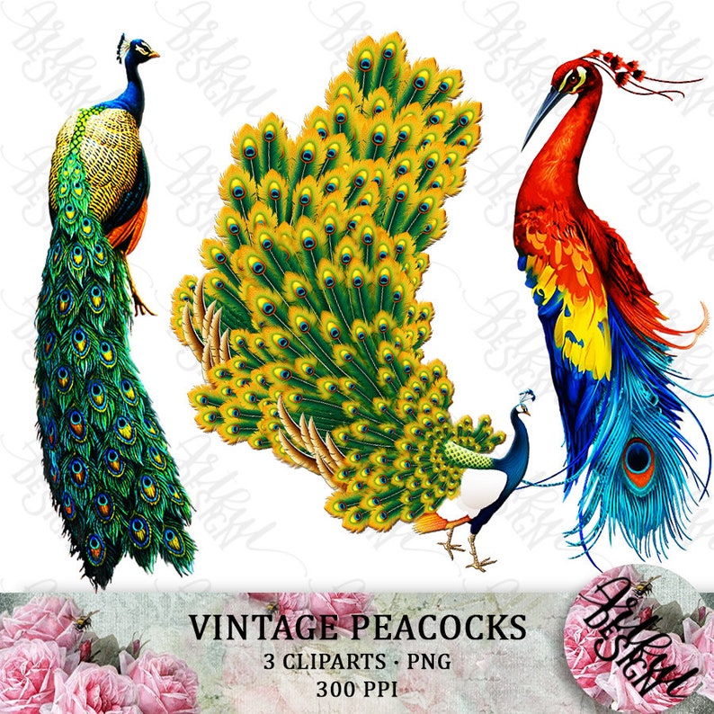 Vintage Peacocks Peacock Clipart Bird Clipart Peacock Clip Etsy