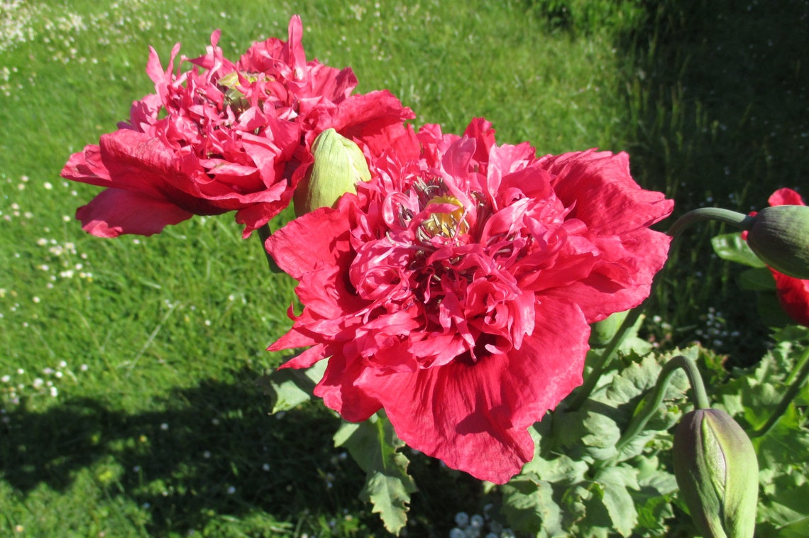 716d : pavot double rouge graines mpc6 | Etsy