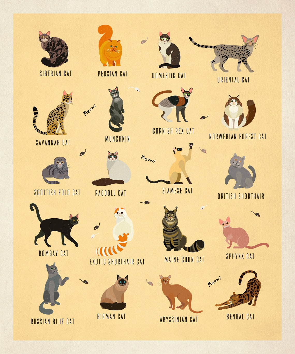 Cat Breeds Illustration Kinds of Cat Poster / Cat Decor / | Etsy