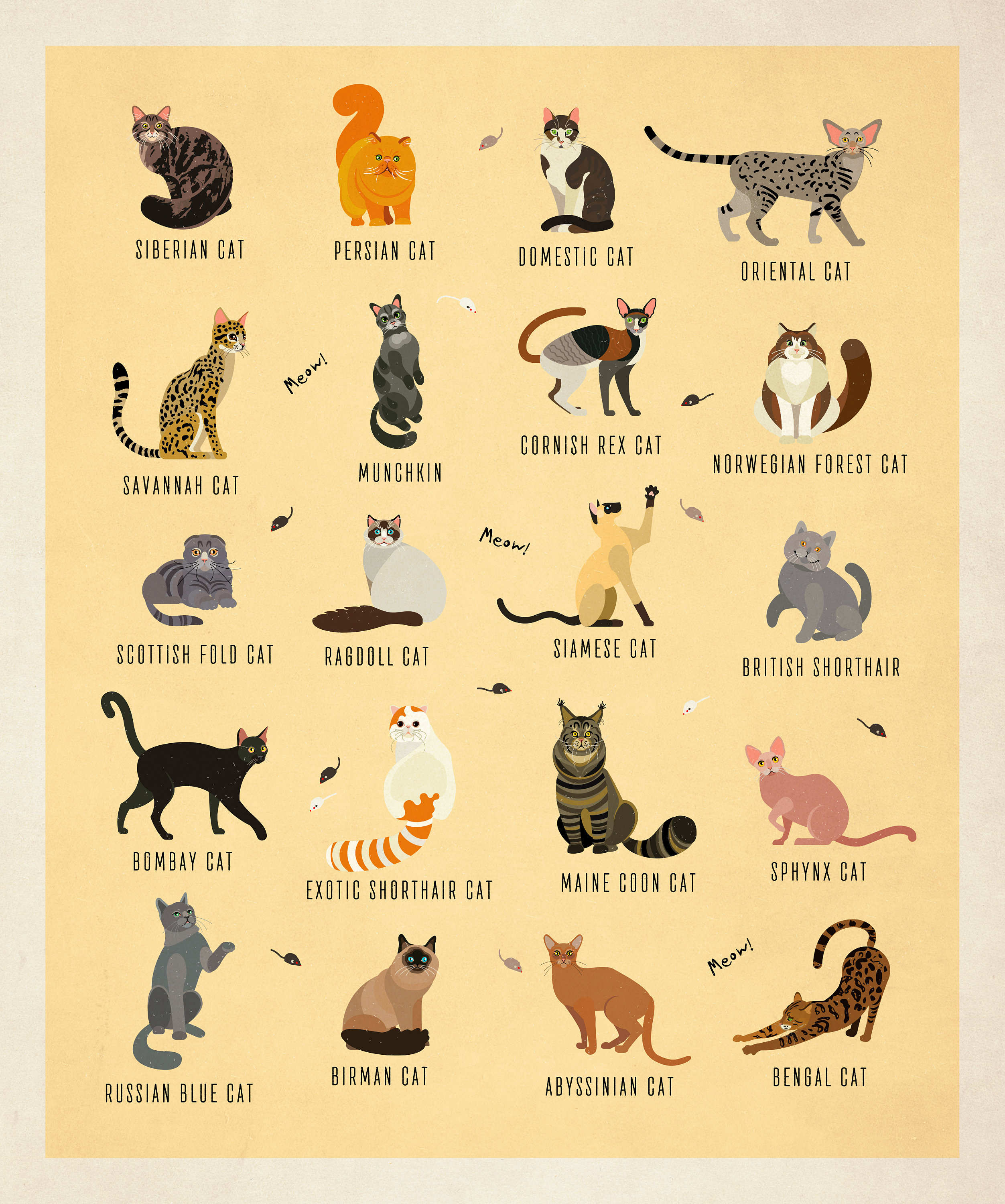 Cat Breeds Poster
