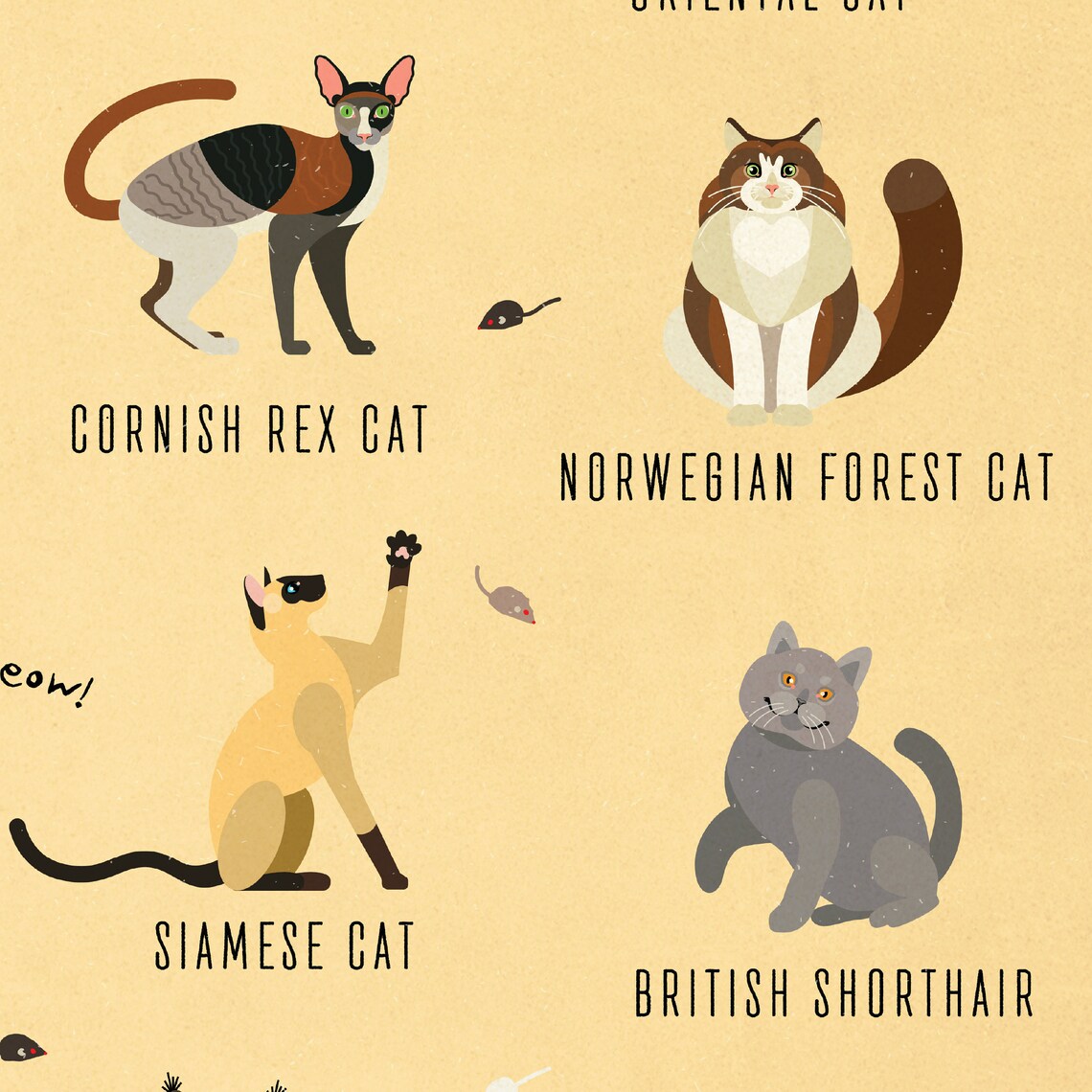 Cat Breeds Illustration Kinds of Cat Poster / Cat Decor / | Etsy