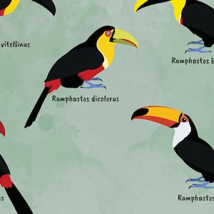 Toucan Print - Ramphastos Genus - Illustration - Zoology - Etsy