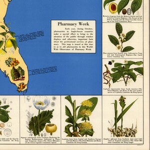 Medicinal Plant Map of the United States of America | Historic Antique ...