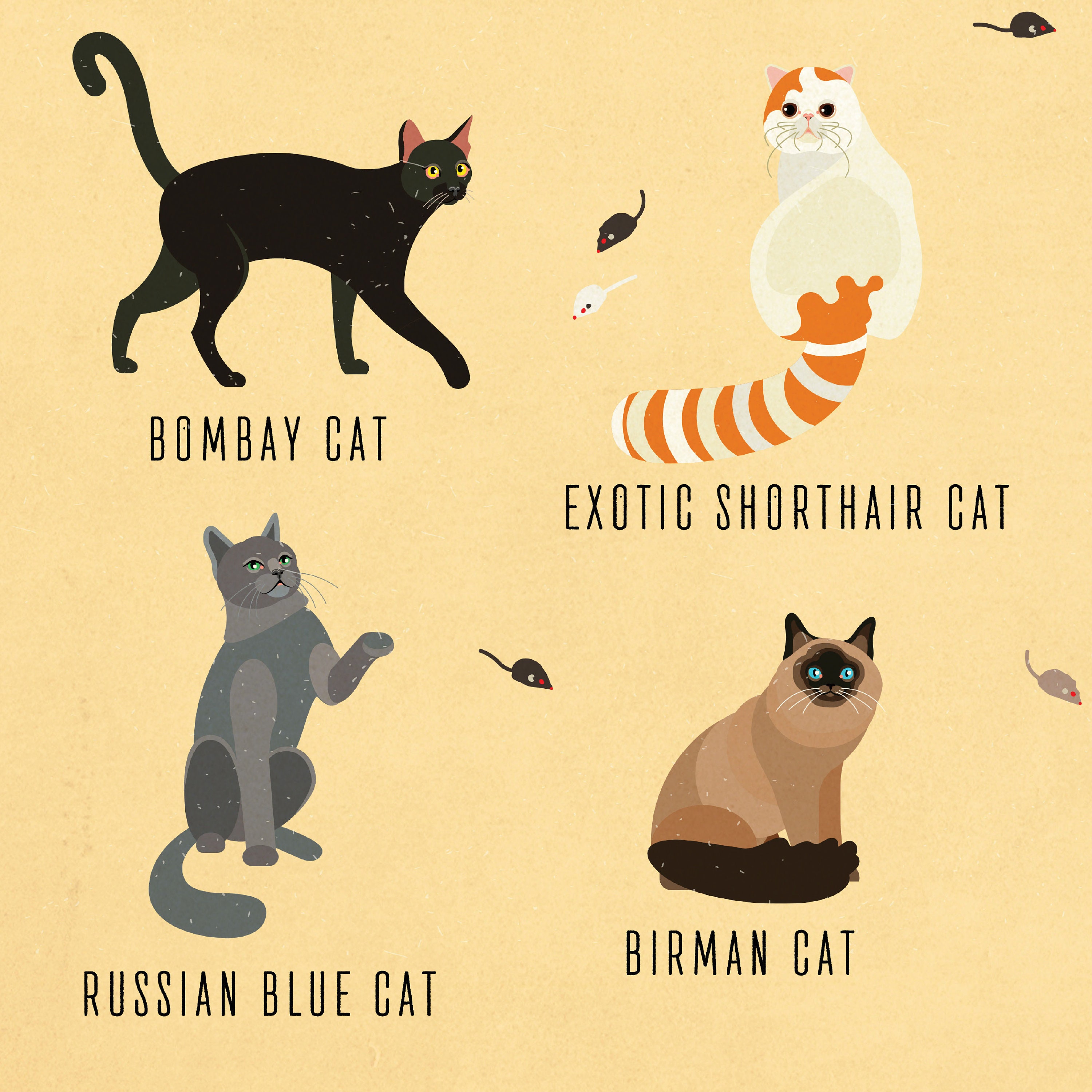 Cat Breeds Illustration Kinds of Cat Poster / Cat Decor / - Etsy