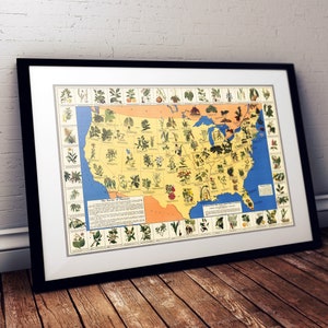 Medicinal Plant Map of the United States of America | Historic Antique ...