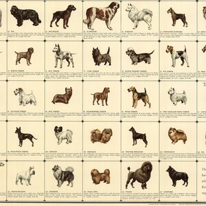 The Official Illustrated Dog Map of the World - Etsy