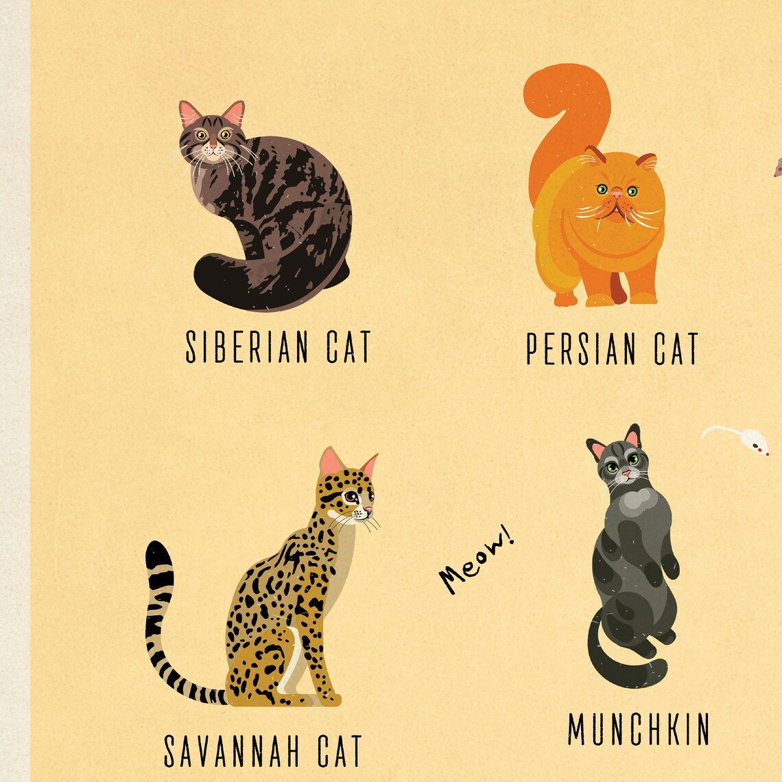 Cat Breeds Illustration Kinds of Cat Poster / Cat Decor / | Etsy