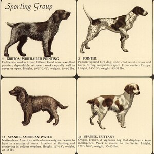 The Official Illustrated Dog Map of the World - Etsy