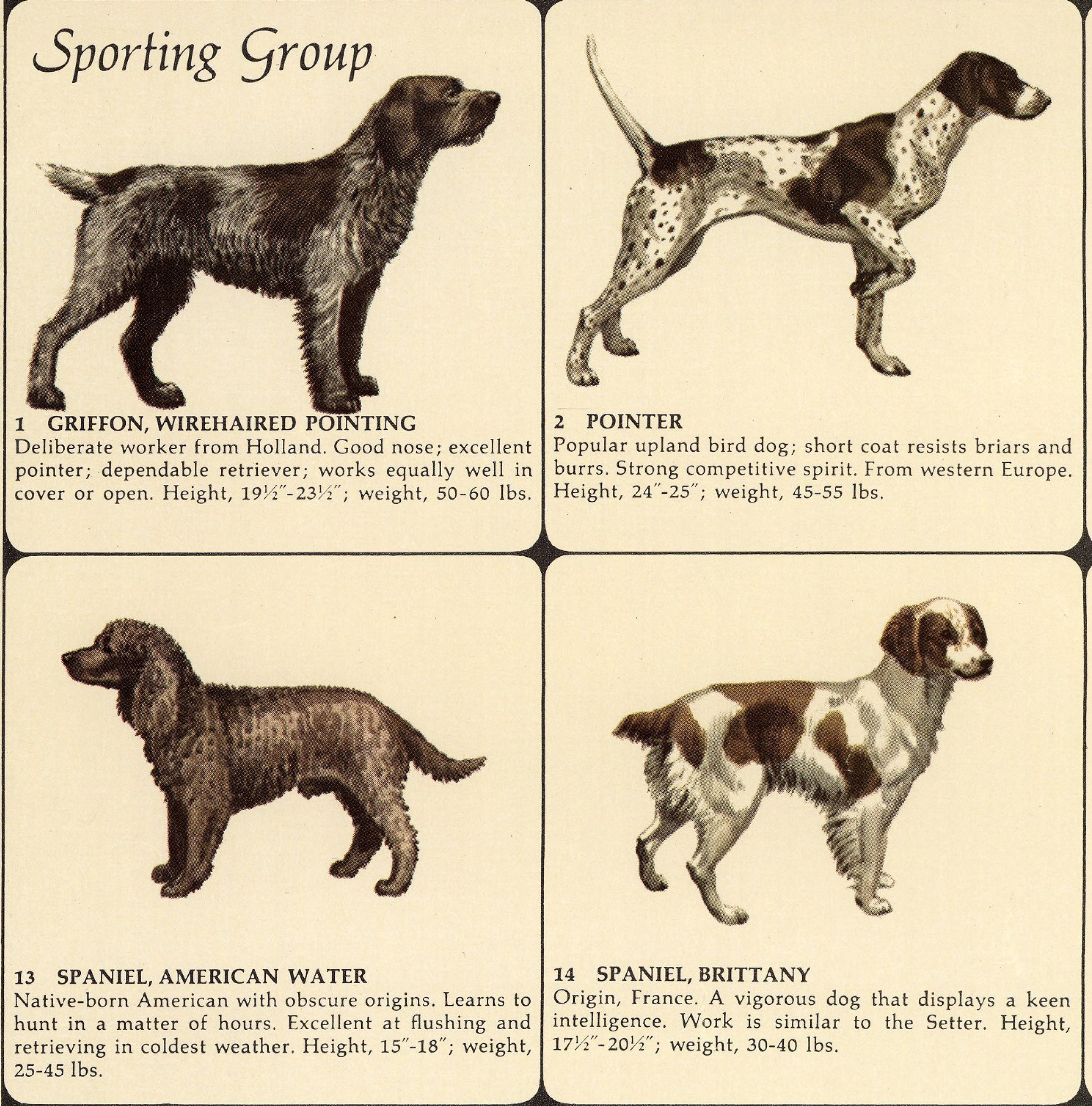 The Official Illustrated Dog Map of the World - Etsy