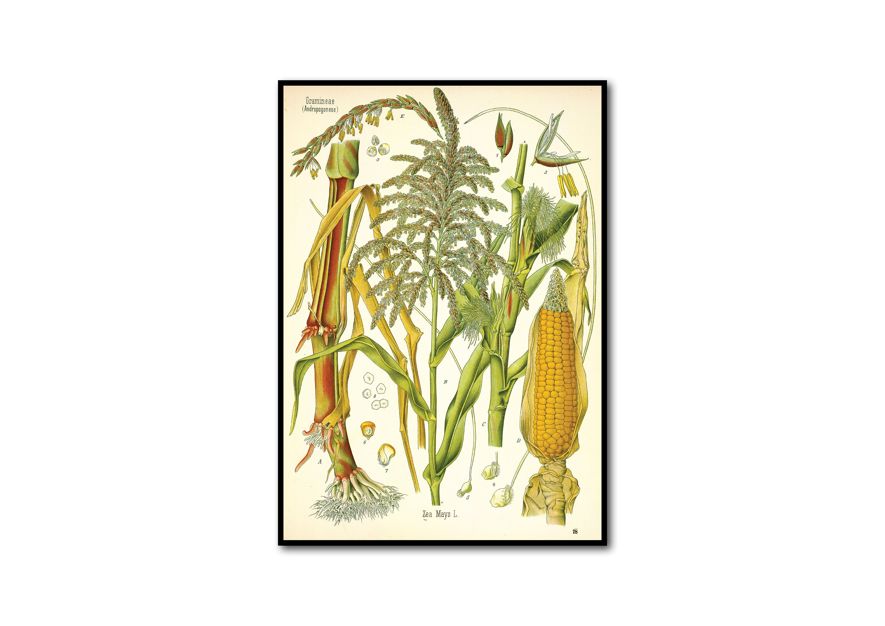 Slides Of Zea Mays