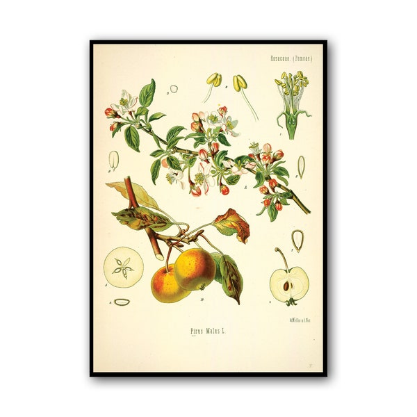 Vintage Apple Print - Etsy