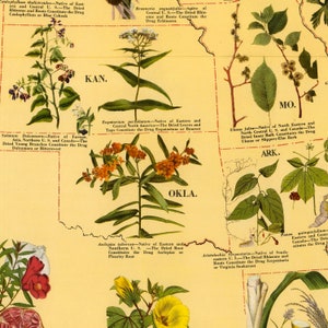 Medicinal Plant Map of the United States of America | Historic Antique ...