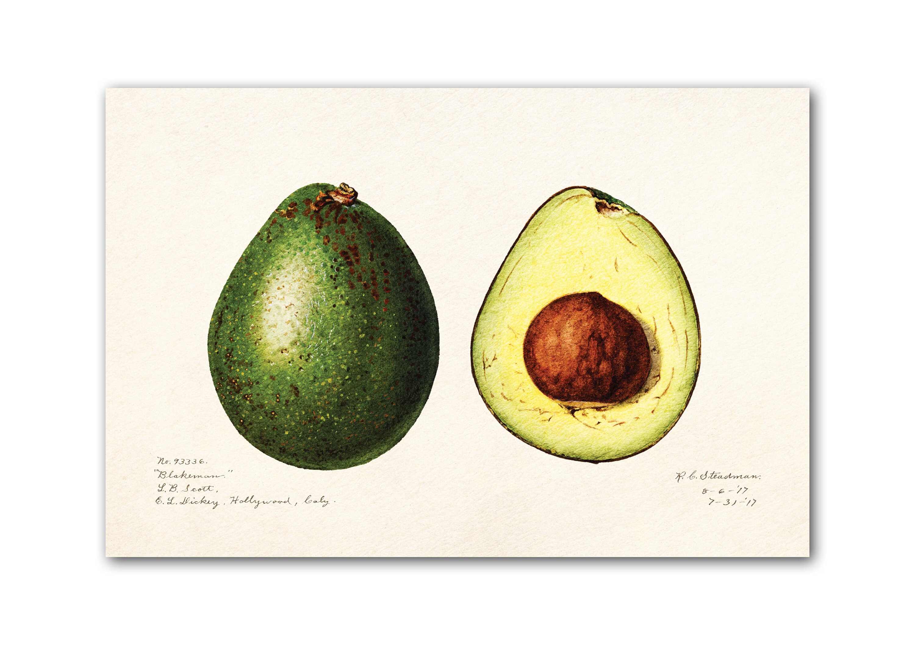 Vintage Avocado Illustration