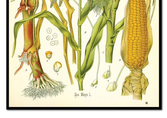 Slides Of Zea Mays