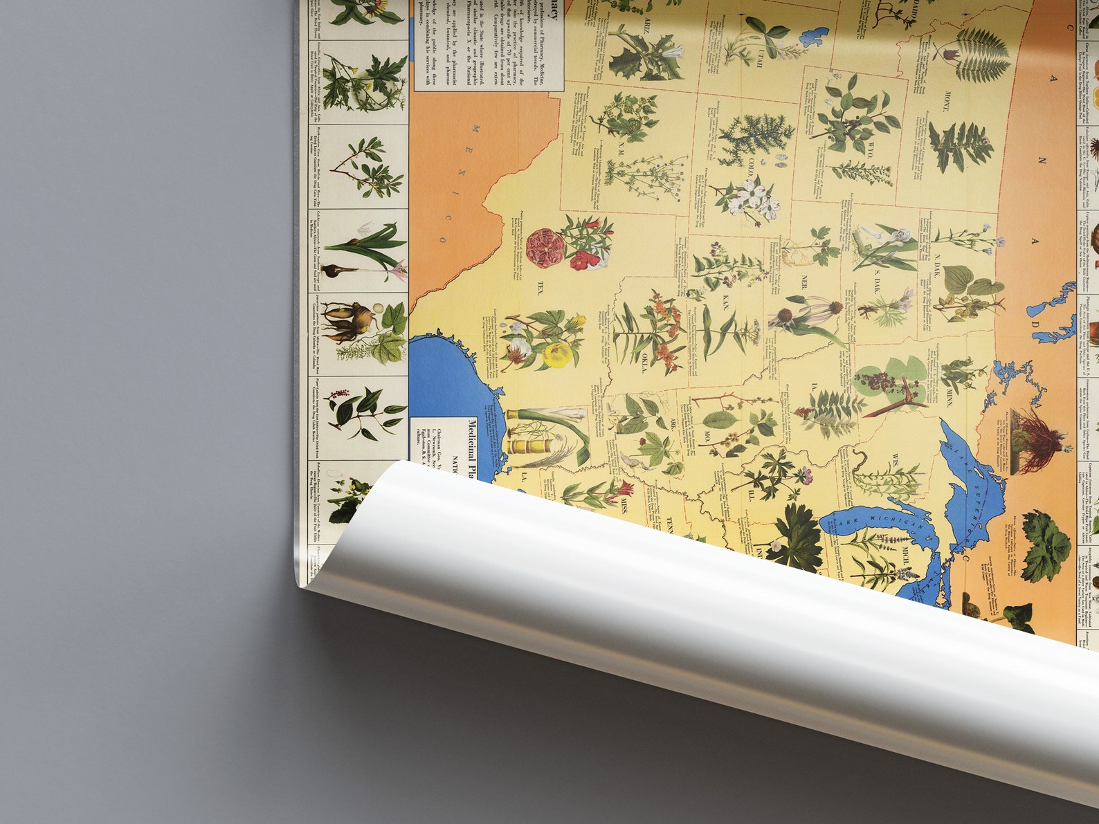 Medicinal Plant Map of the United States of America Historic | Etsy