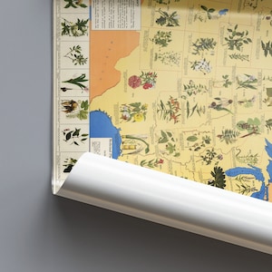 Medicinal Plant Map of the United States of America | Historic Antique ...