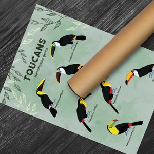 Toucan Print - Ramphastos Genus - Illustration - Zoology - Etsy